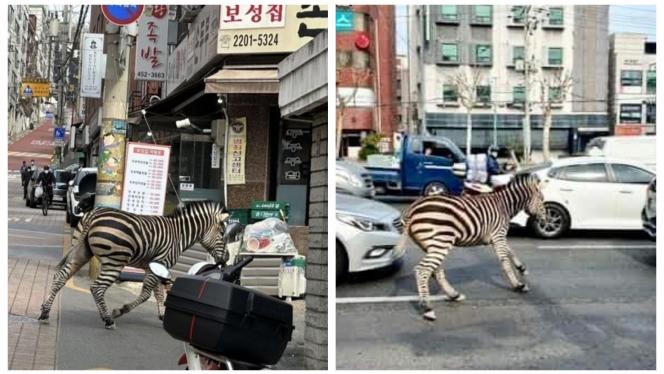 Ce zèbre s’échappe de son zoo et se promène plusieurs heures en ville ...