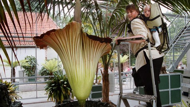 Grootste bloem ter wereld, met ondraaglijke stank, bloeit binnenkort in ...